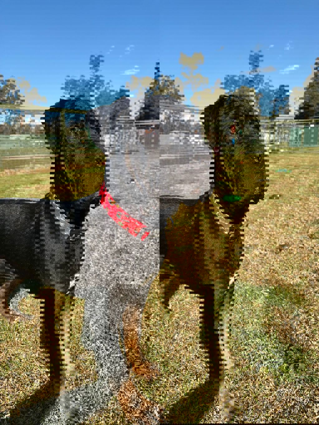 Princess - Medium Female Boer Boel Mix Dog in VIC - PetRescue