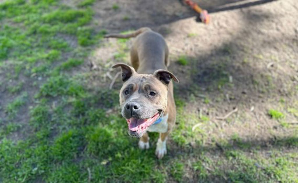 Moo Moo - Large Female Staffy Mix Dog in VIC - PetRescue