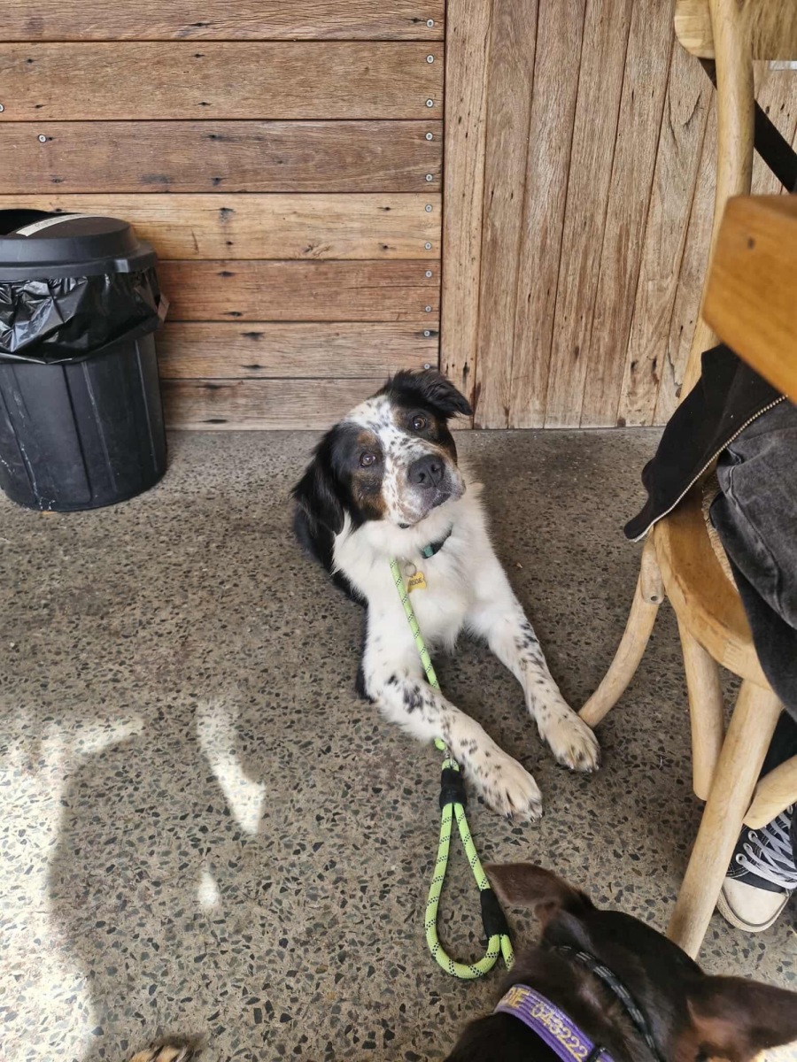 Otis - Large Male Australian Cattle Dog x Border Collie x English ...