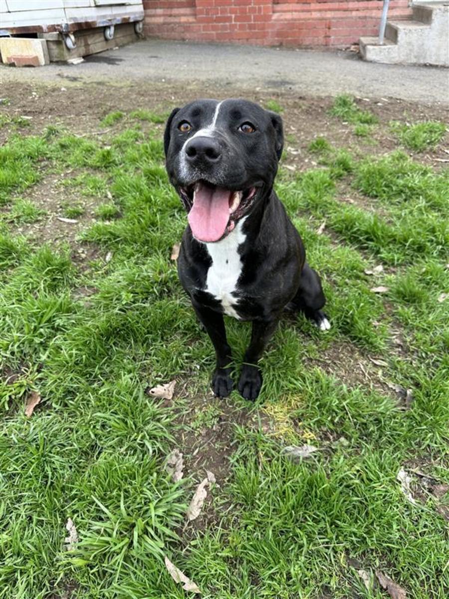 Oakley - Medium Female American Staffordshire Terrier Dog in VIC - PetRescue