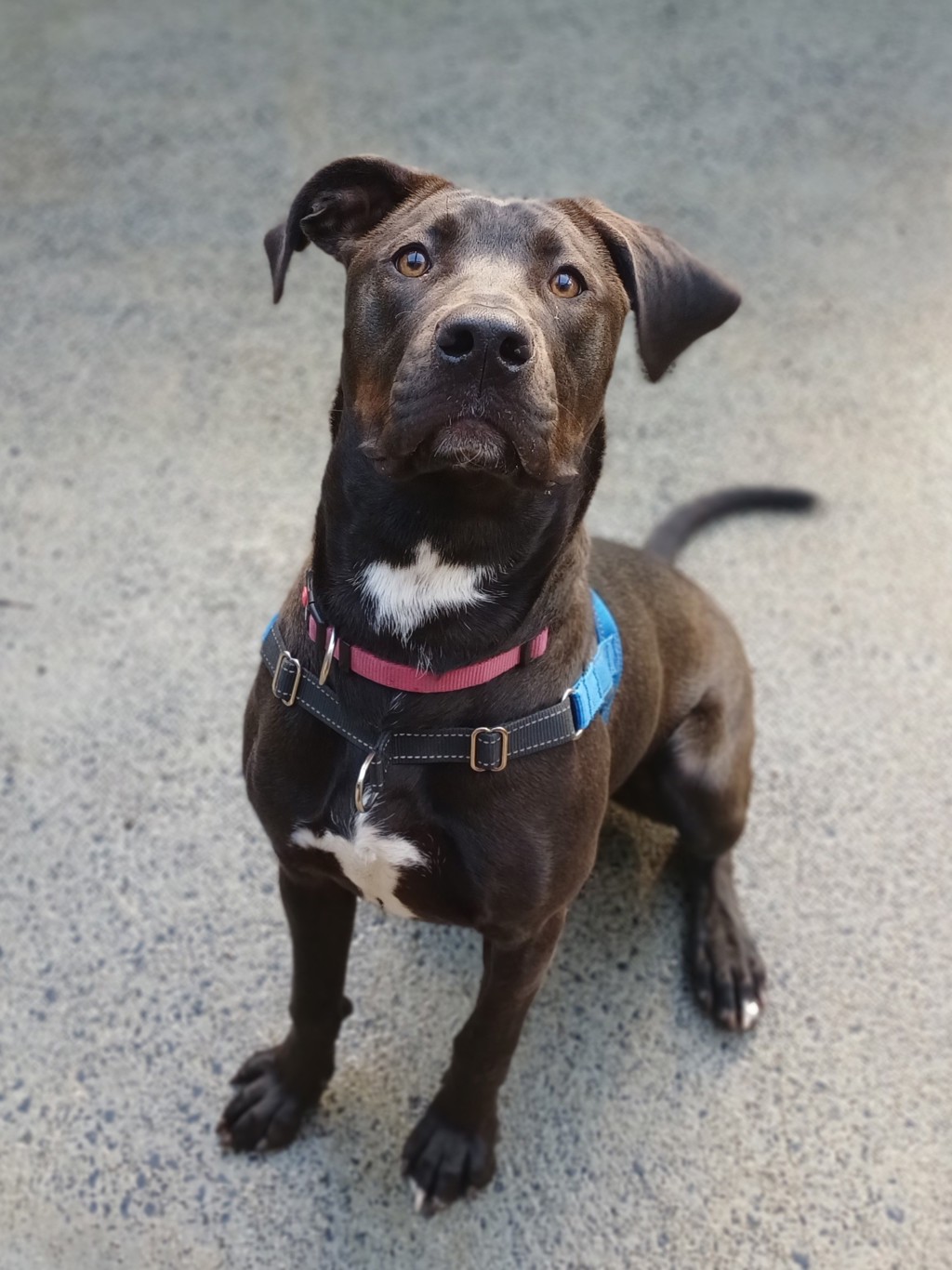 Freddo - Medium Female Bull Arab x Cane (Italian) Corso Mix Dog in VIC ...