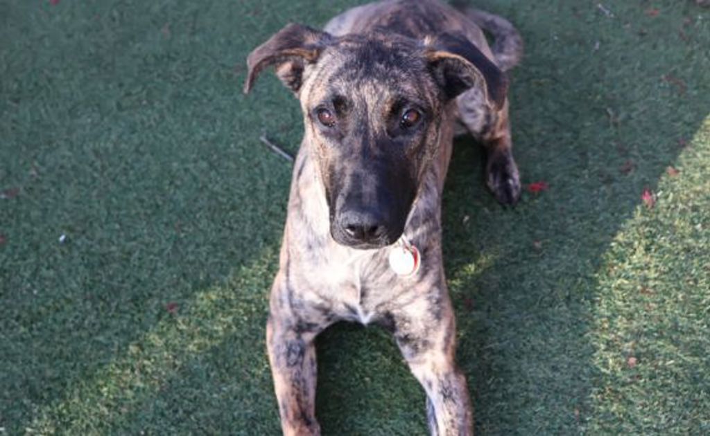 Hazel - Large Female German Shepherd x German Shorthaired Pointer Mix ...