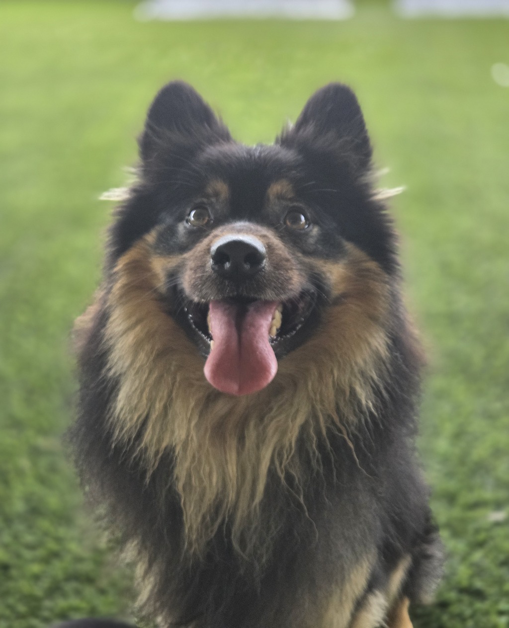 Milo - Medium Male Australian Shepherd x Pomeranian Mix Dog in QLD ...