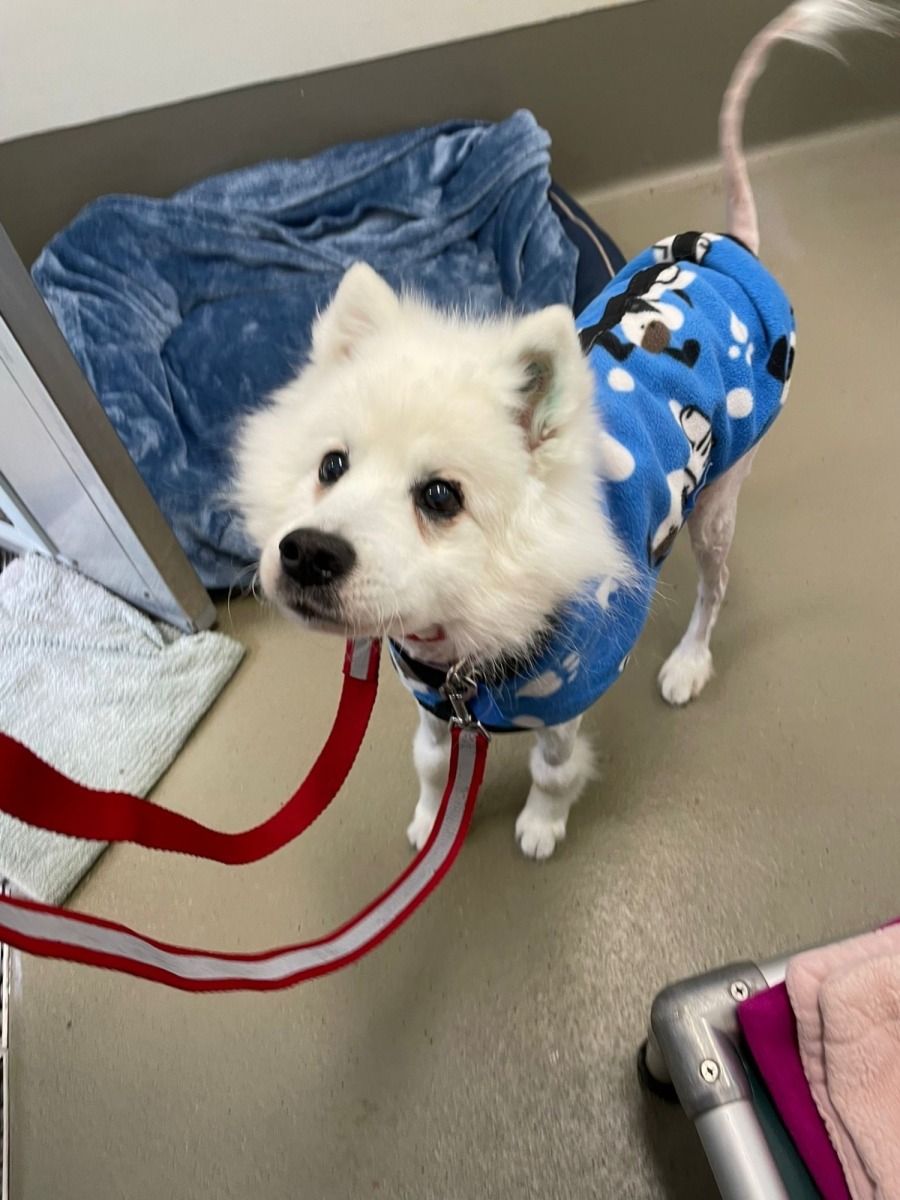 Pasha - Small Male Japanese Spitz Dog in VIC - PetRescue