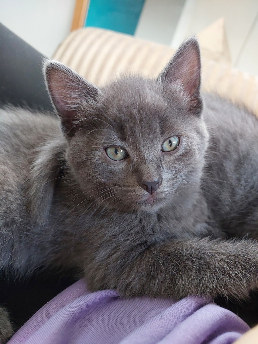 DRU Animal Rescue - PetRescue