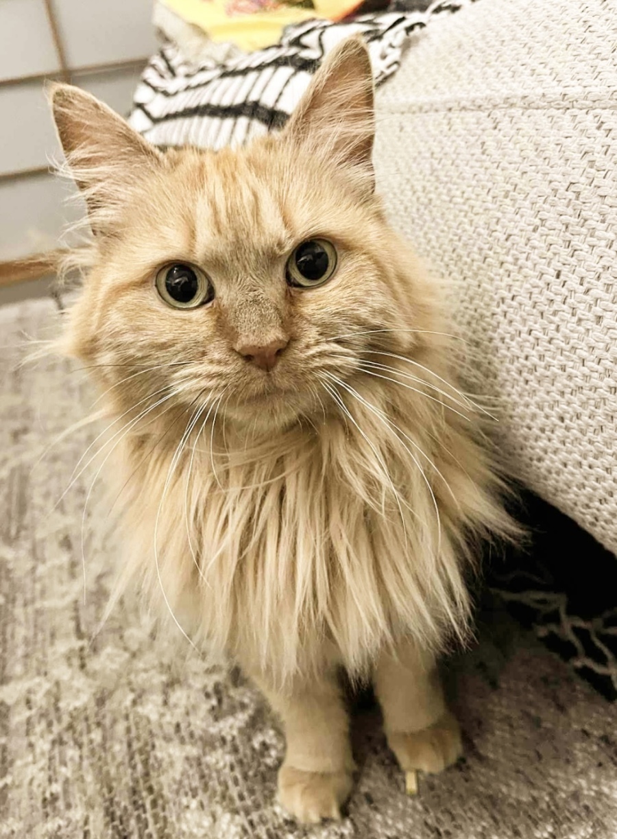 Arona - Female Domestic Long Hair (DLH) Cat in VIC - PetRescue