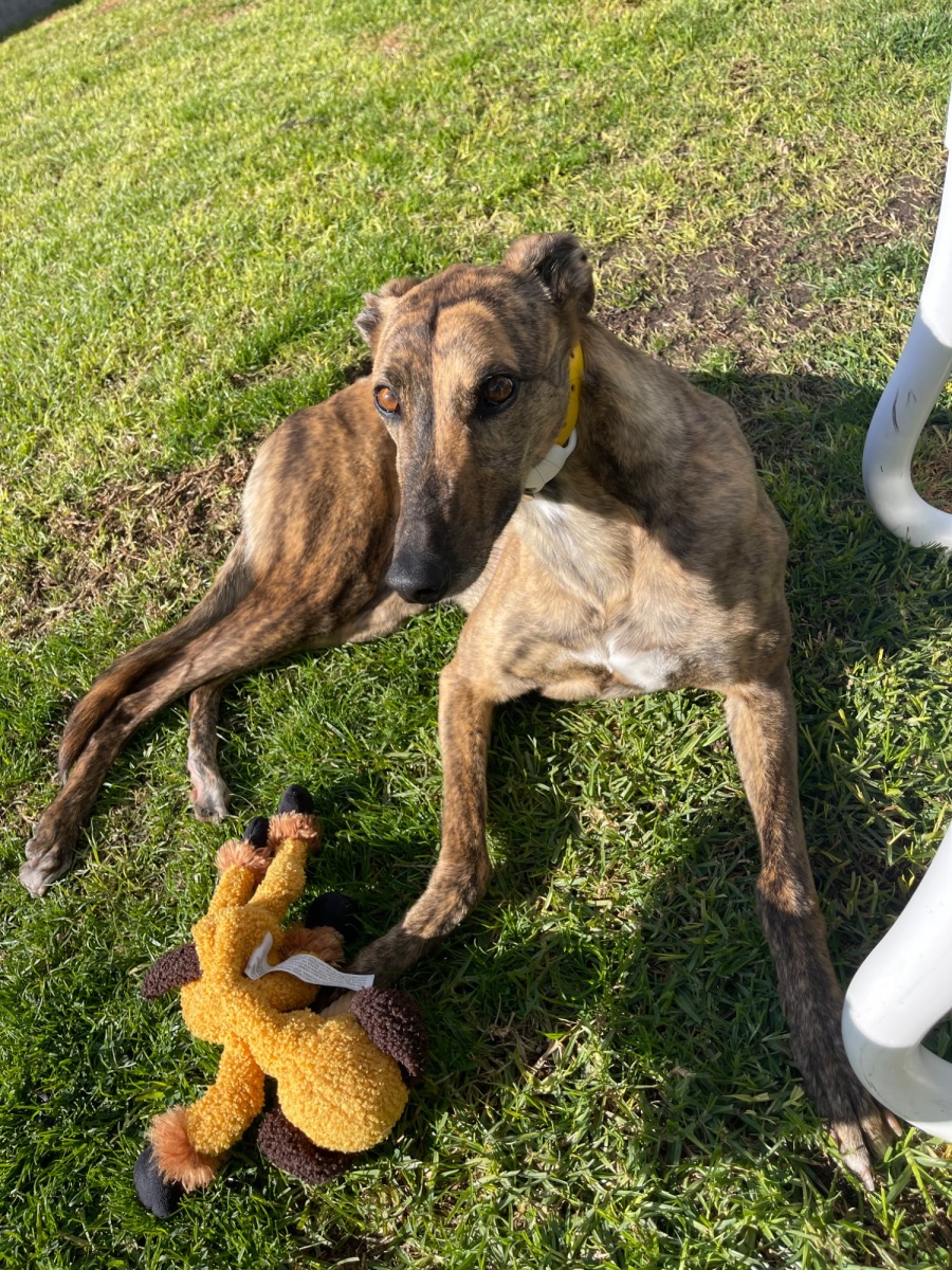 Tin Tin 27kg - Small Female Greyhound Dog in VIC - PetRescue