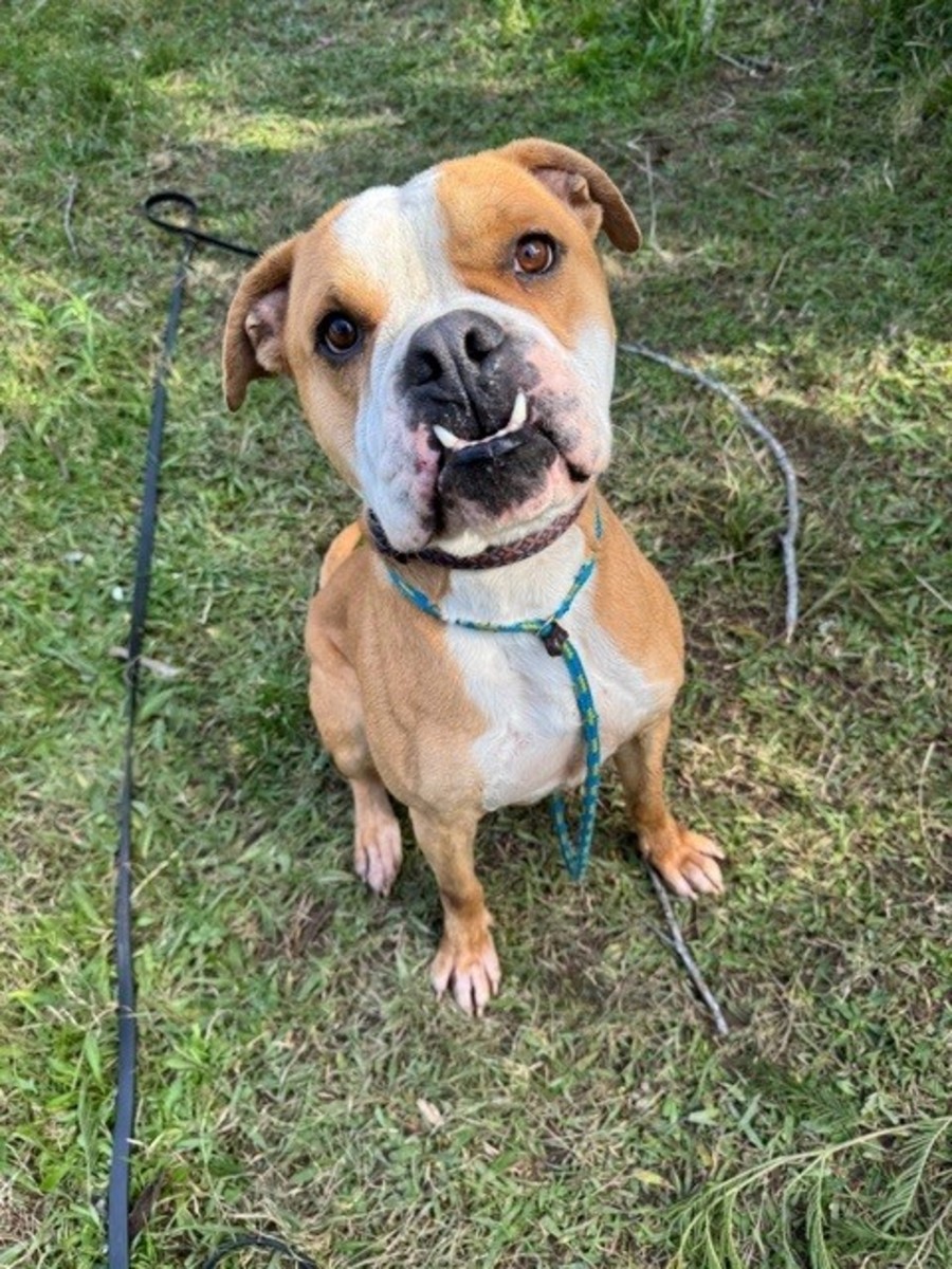 Cosmo - Medium Male American Bulldog Dog in NSW - PetRescue