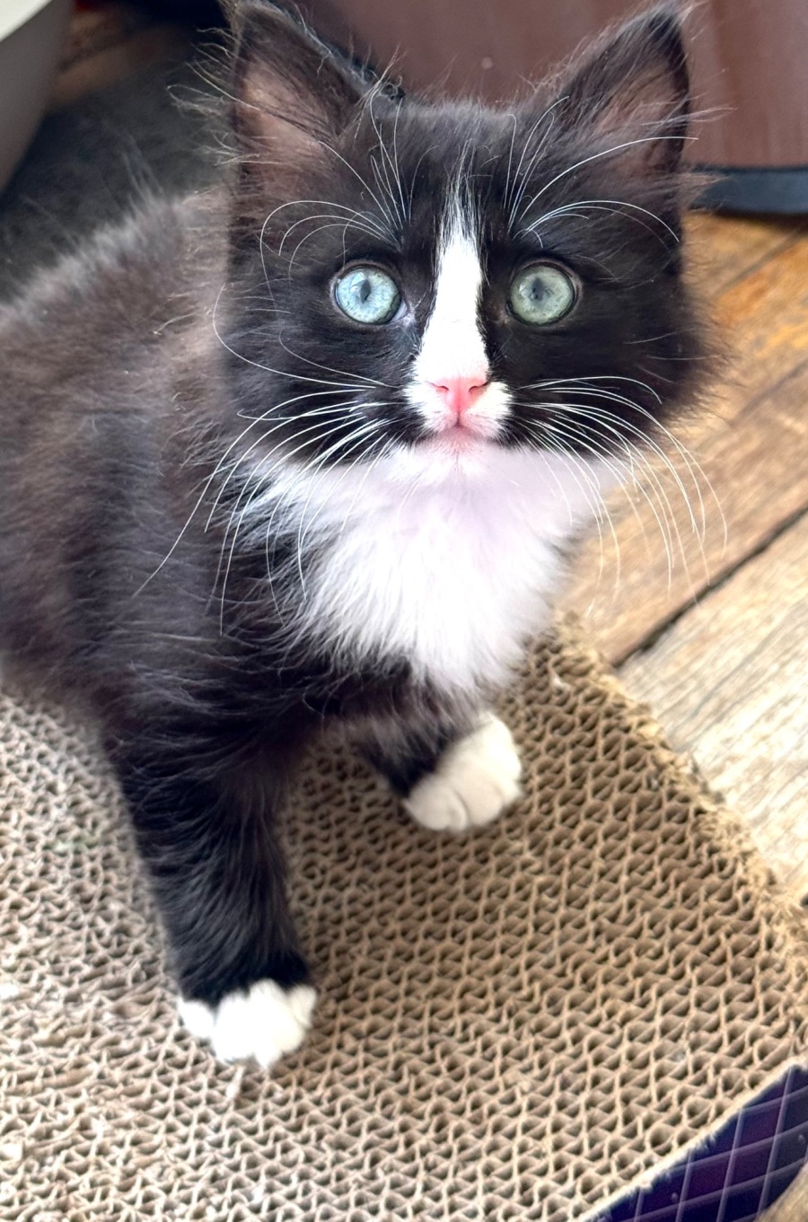 Biffy - Male Manx Mix Cat in QLD - PetRescue