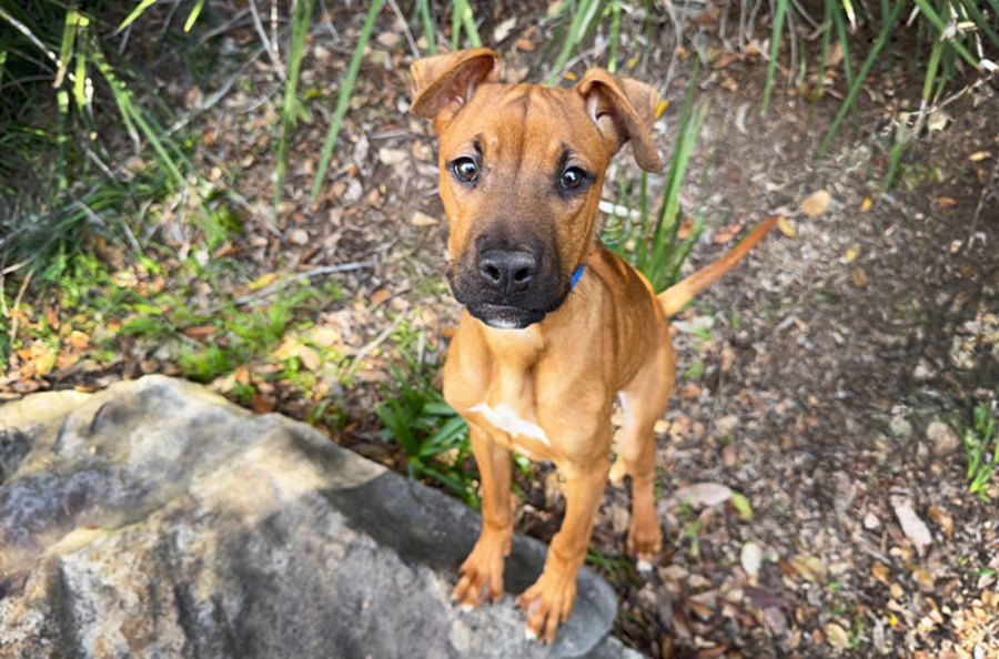 Bert - Medium Male Mixed breed Dog in NSW - PetRescue