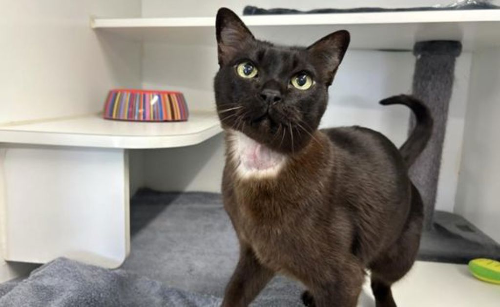 Bobby - Male Burmese Mix Cat in VIC - PetRescue