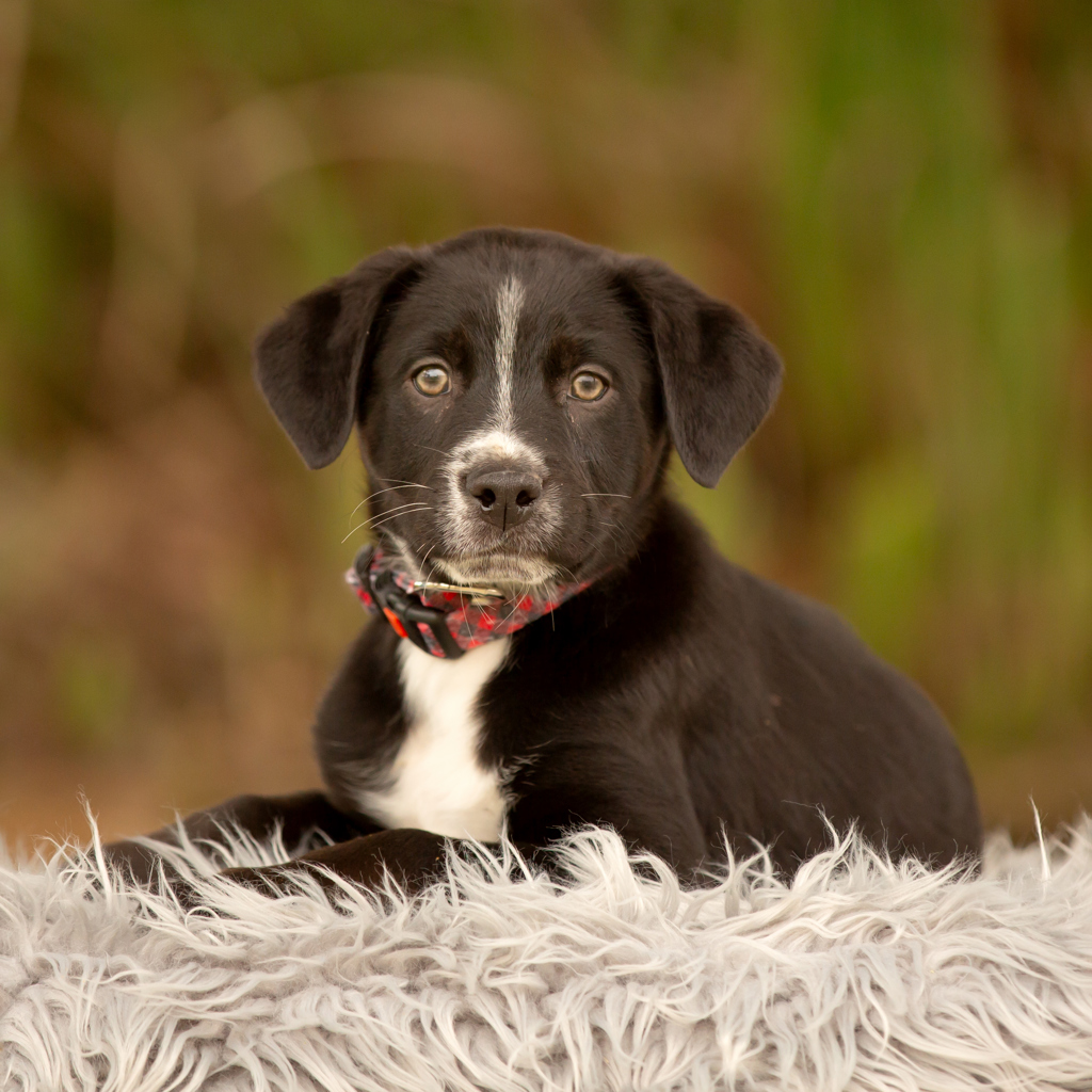 Fred - Medium Male Border Collie x American Staffy Mix Dog in QLD - PetRescue