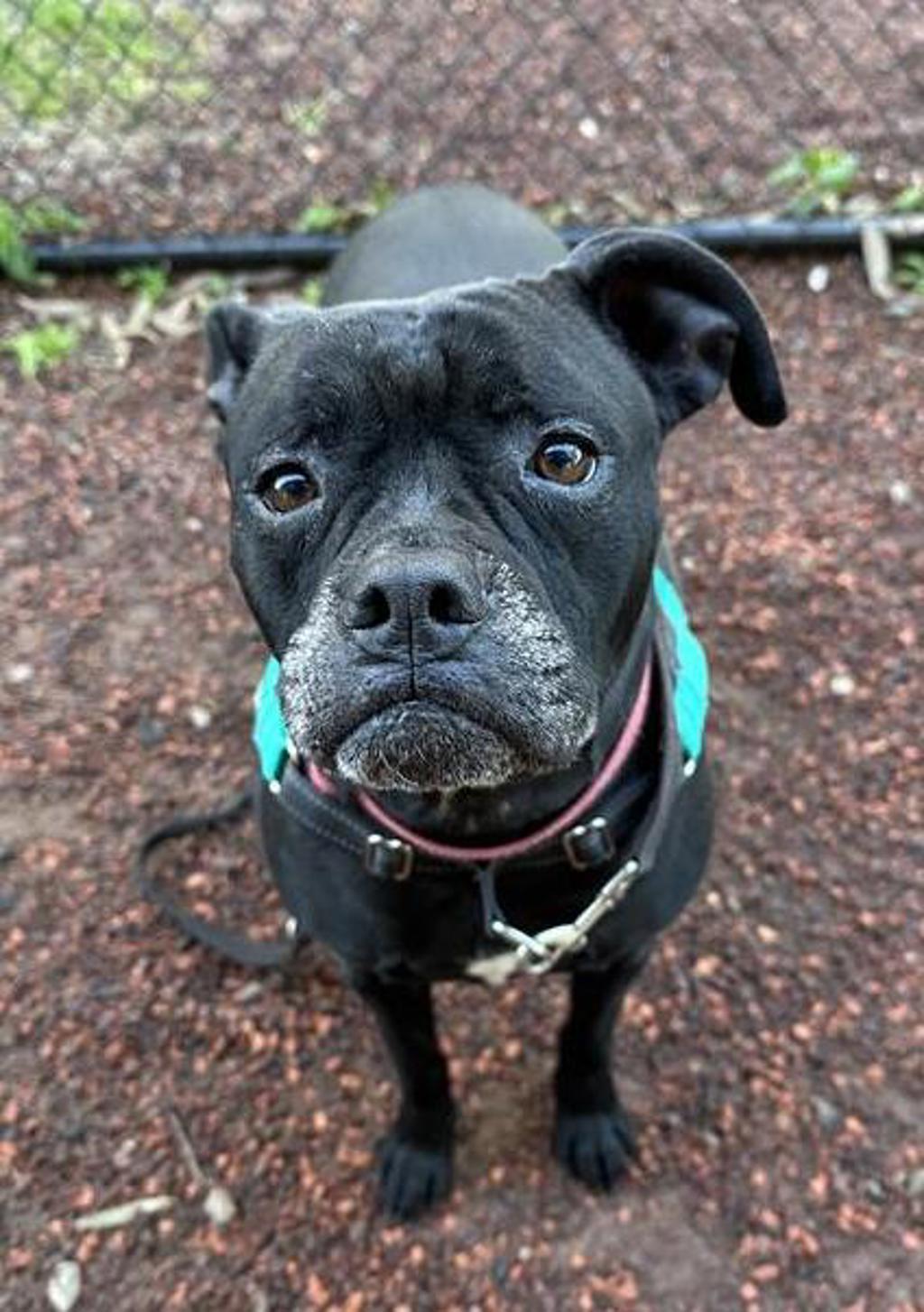 Xena - Large Female Boxer x Staffordshire Bull Terrier Mix Dog in VIC ...
