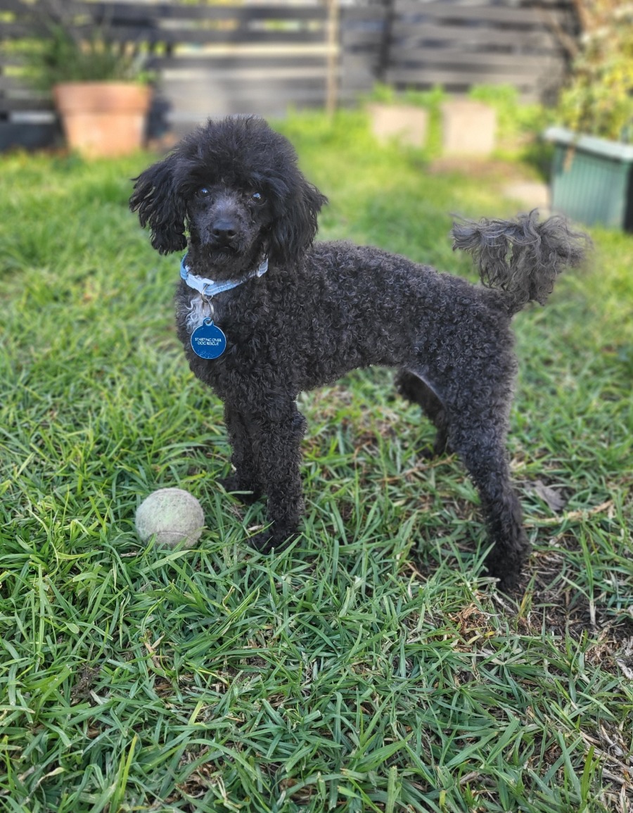 Cutie Patootie - Small Female Poodle (Toy) Mix Dog in VIC - PetRescue