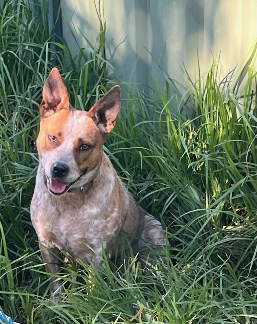 Mookie - Medium Female Australian Cattle Dog Mix Dog in VIC - PetRescue