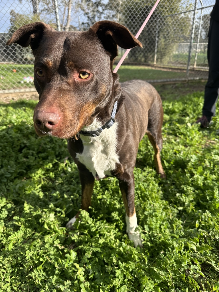 Jameson - Medium Female Bull Terrier x Staffordshire Bull Terrier Mix Dog in VIC - PetRescue