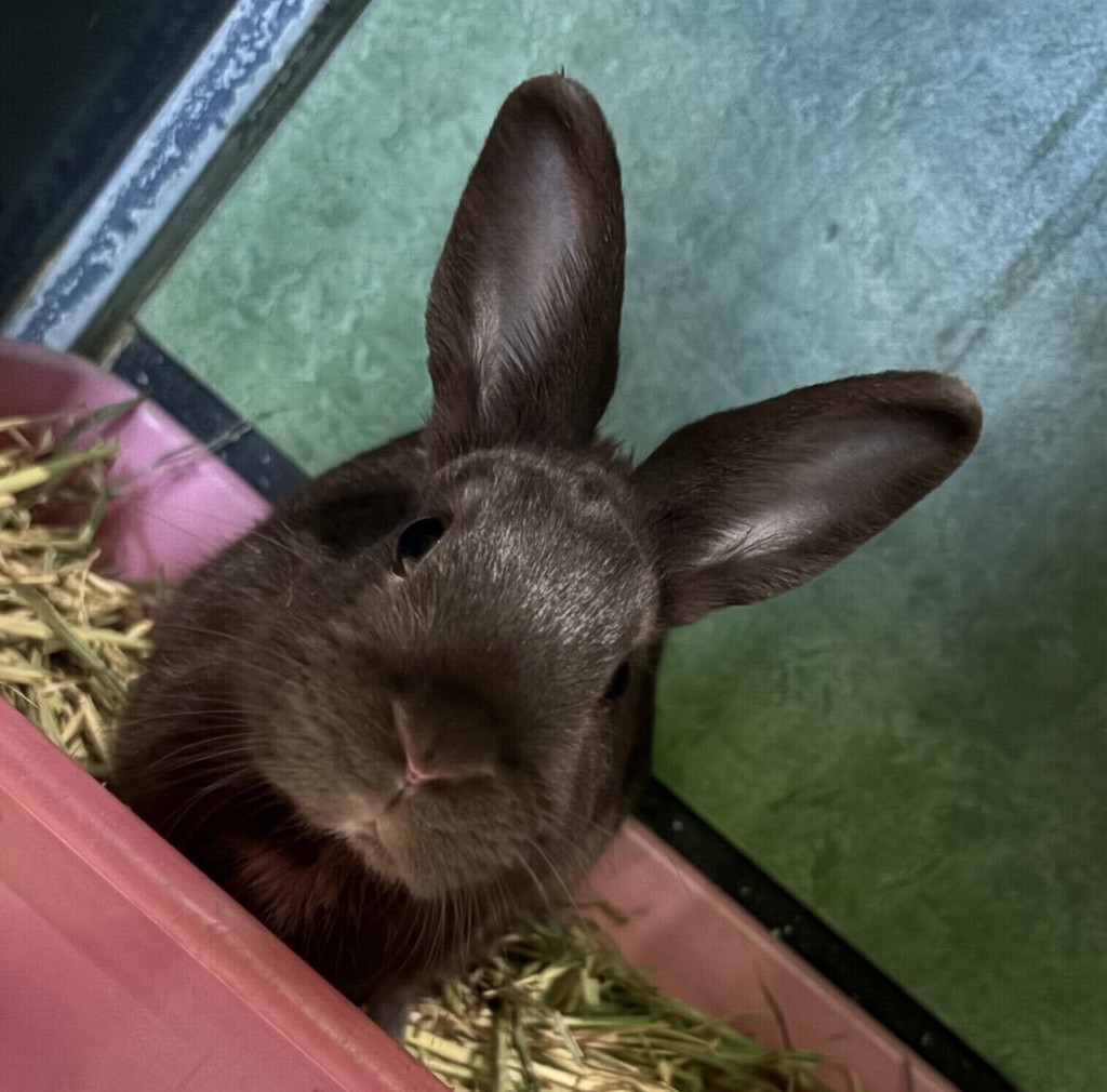 Chestnut - Male Dwarf Mix Rabbit in VIC - PetRescue