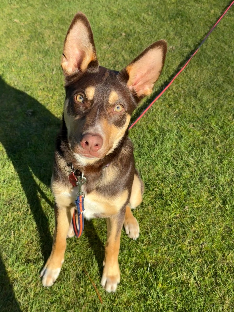 Radiant - Medium Female Australian Kelpie x German Shepherd Dog Mix Dog ...