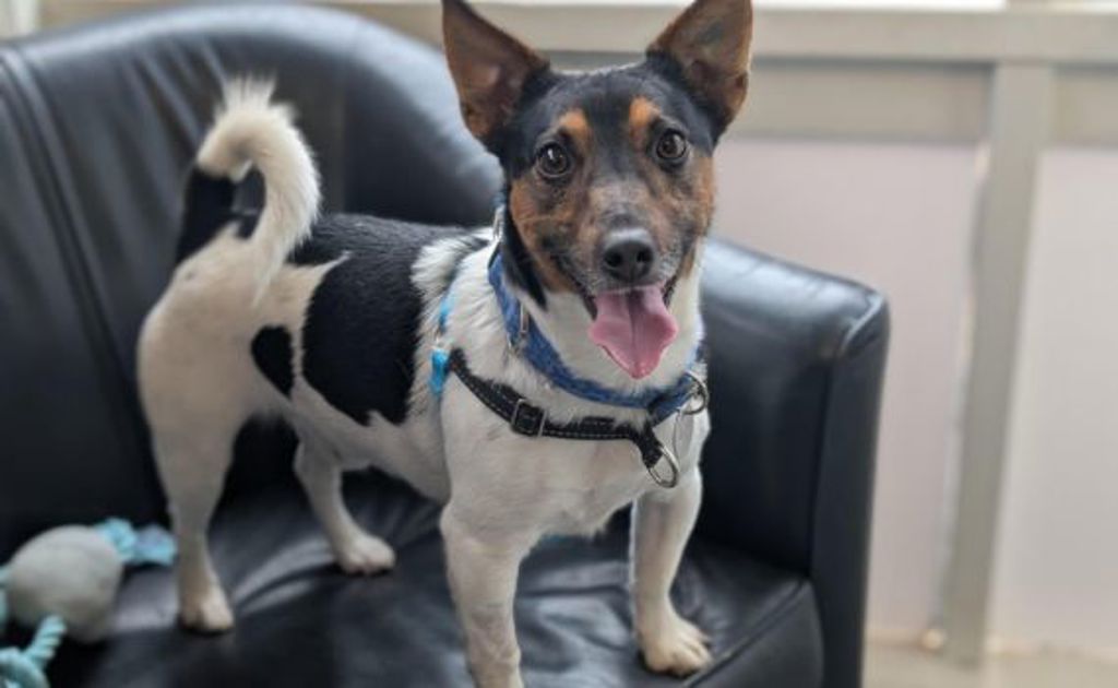 reggie - Small Male Jack Russell Terrier Mix Dog in VIC - PetRescue