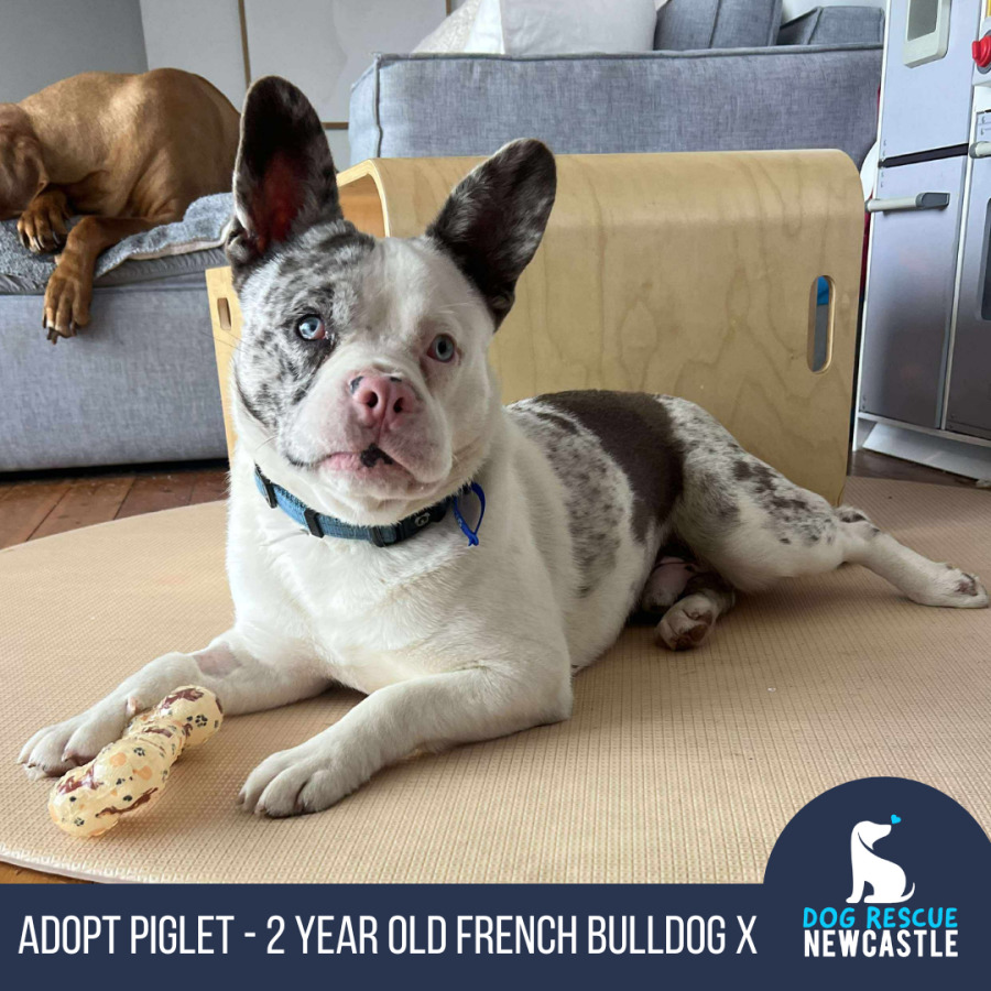 Piglet ~ French Bull Dog x Cattle Dog - Medium Male French Bulldog x ...