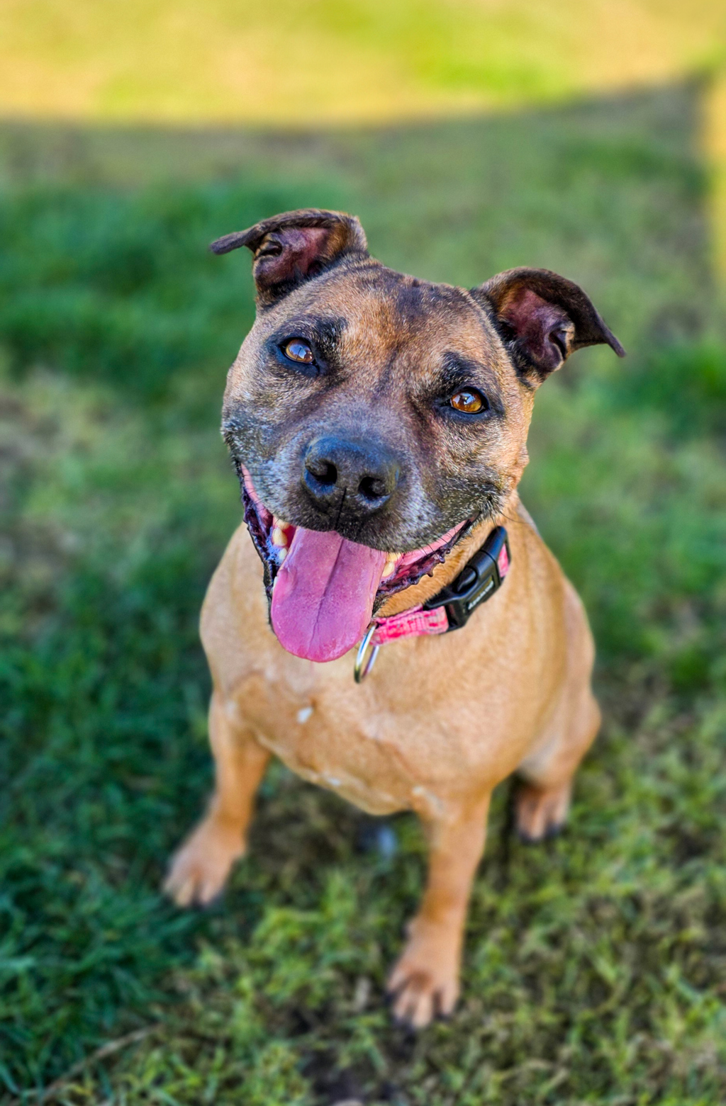 Babs - Medium Female Staffordshire Bull Terrier Mix Dog in VIC - PetRescue