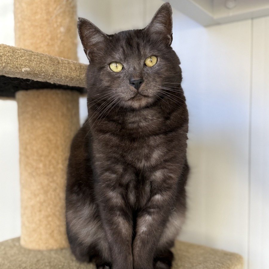 Blue Cross Animals Society - PetRescue