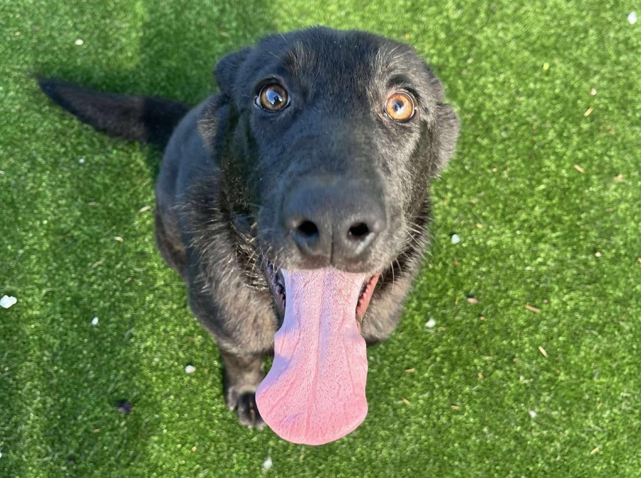 Dede imp 1840 - Large Female German Shepherd Dog Mix Dog in NSW - PetRescue