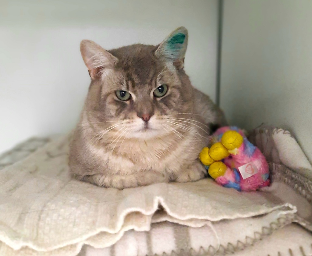 Hamish - Male Domestic Short Hair Mix Cat in VIC - PetRescue