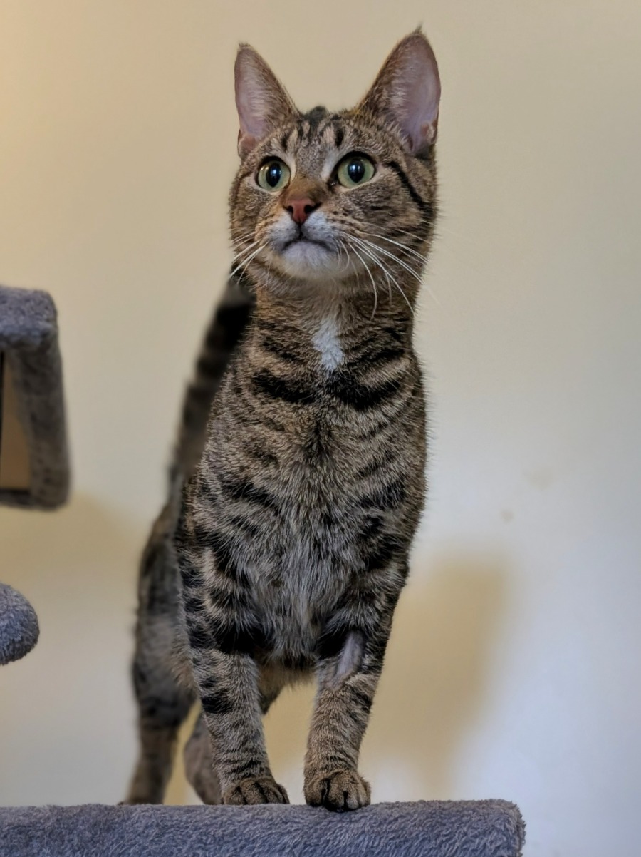Amy - Female Domestic Short Hair (DSH) Cat in VIC - PetRescue