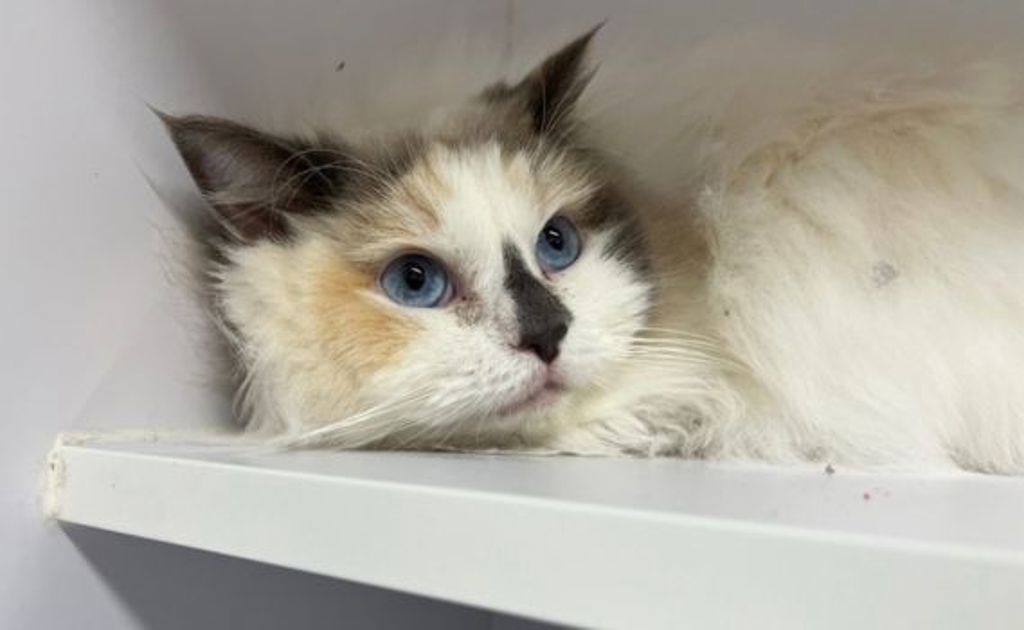 Marjorie - Female Ragdoll Mix Cat in VIC - PetRescue