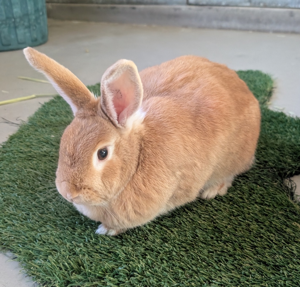 Mango - Female Mixed Mix Rabbit in WA - PetRescue