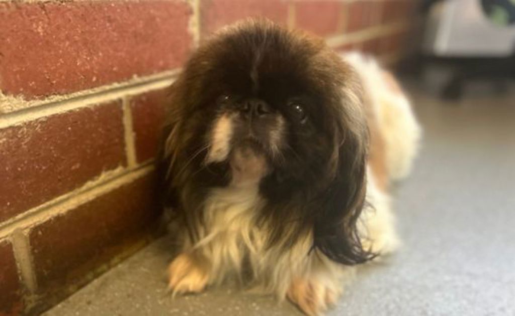 Beau - Small Male Pekingese Mix Dog in VIC - PetRescue