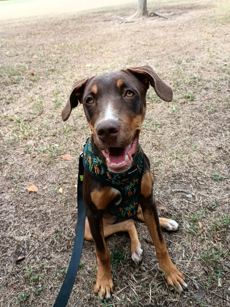Kiki - Medium Female Kelpie x Rhodesian Ridgeback Mix Dog in QLD ...