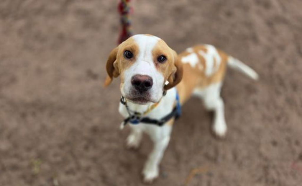 Goose - Medium Male Beagle x German Shorthaired Pointer Mix Dog in VIC ...