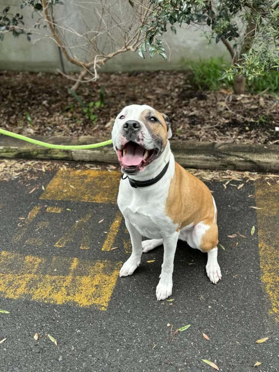 Echo - Large Female Bull Arab x Staffordshire Bull Terrier Mix Dog in ...
