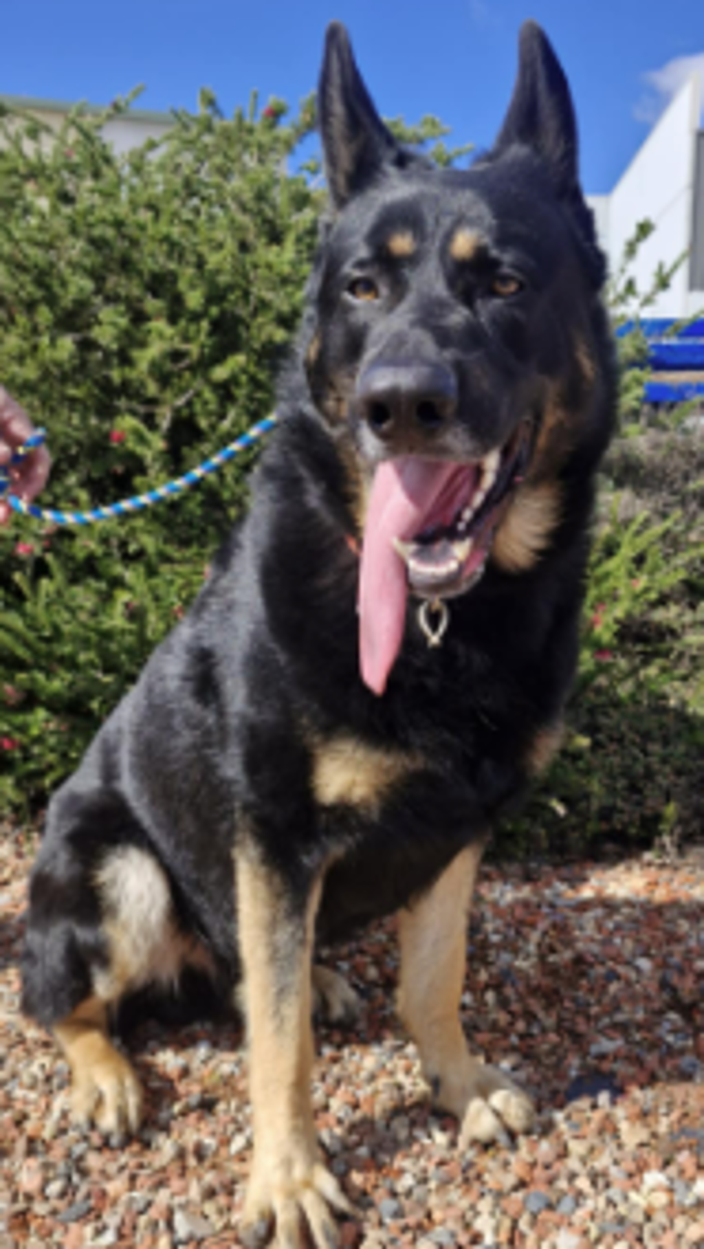 Milo - Large Male German Shepherd Mix Dog in VIC - PetRescue