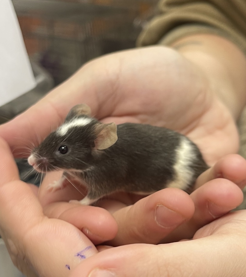 Spot - Female Mouse Mix Mouse in QLD - PetRescue