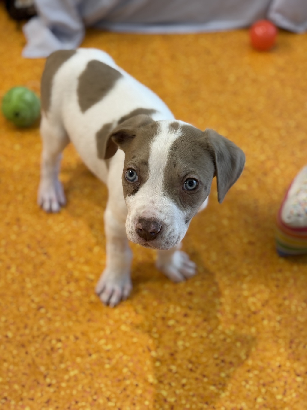 Edward - Large Male Bull Arab x Louisiana Catahoula Leopard Dog Mix Dog ...