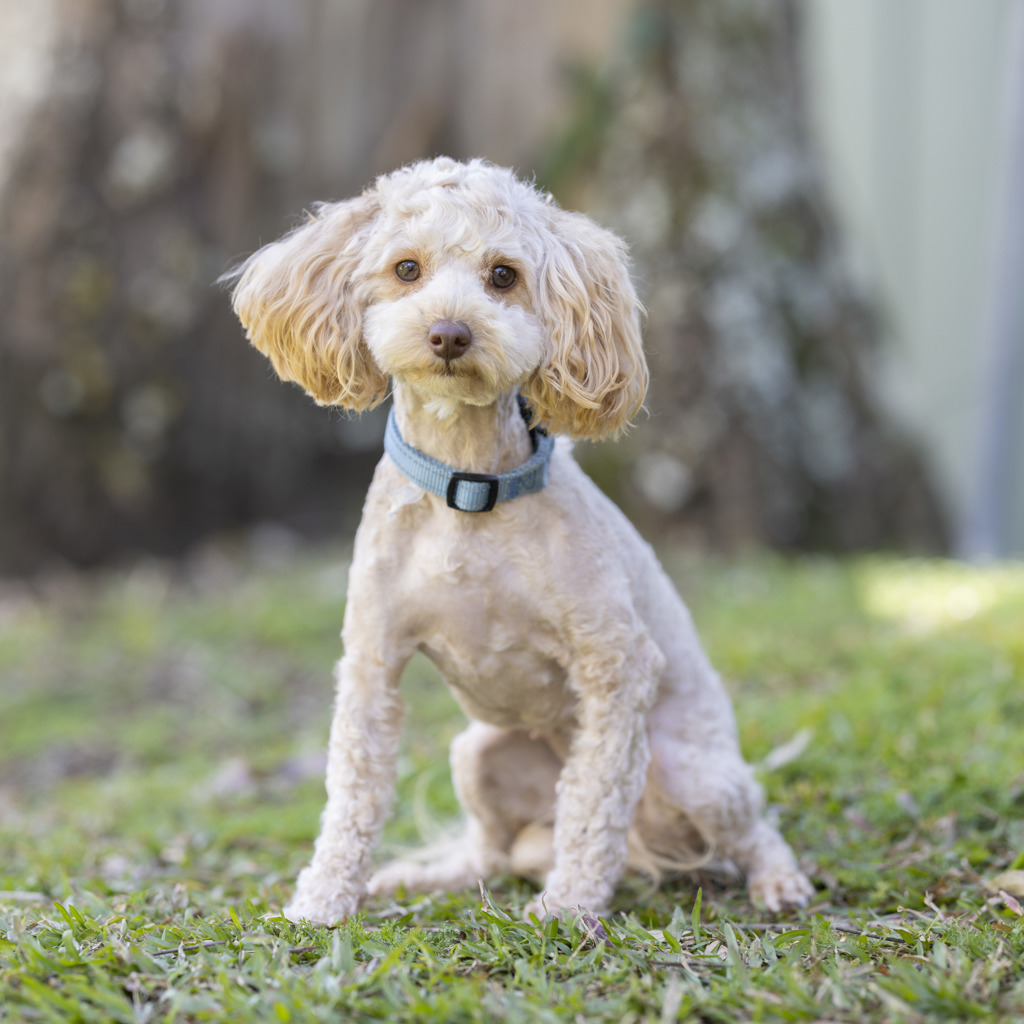 Chrysta - Small Female Cavoodle Mix Dog in QLD - PetRescue