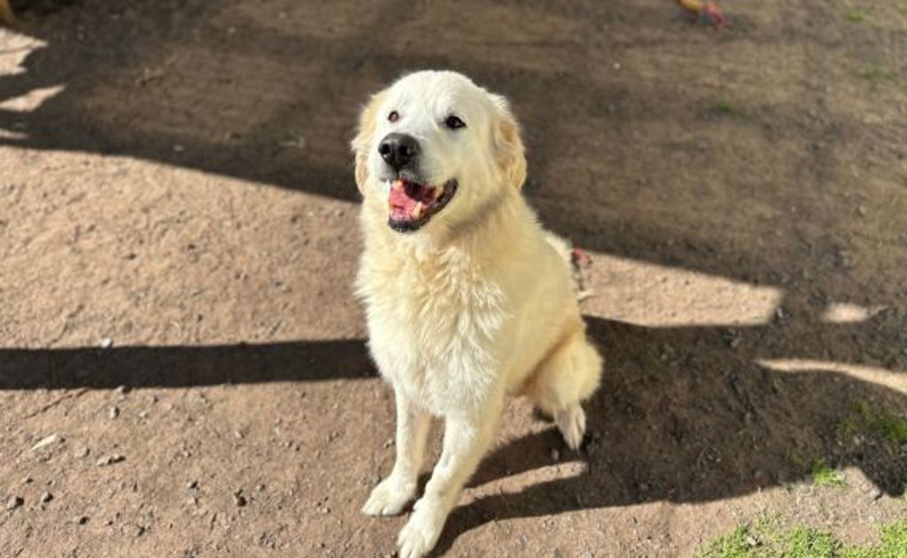 Maxy - Large Male Labrador x Maremma Sheepdog Mix Dog in VIC - PetRescue