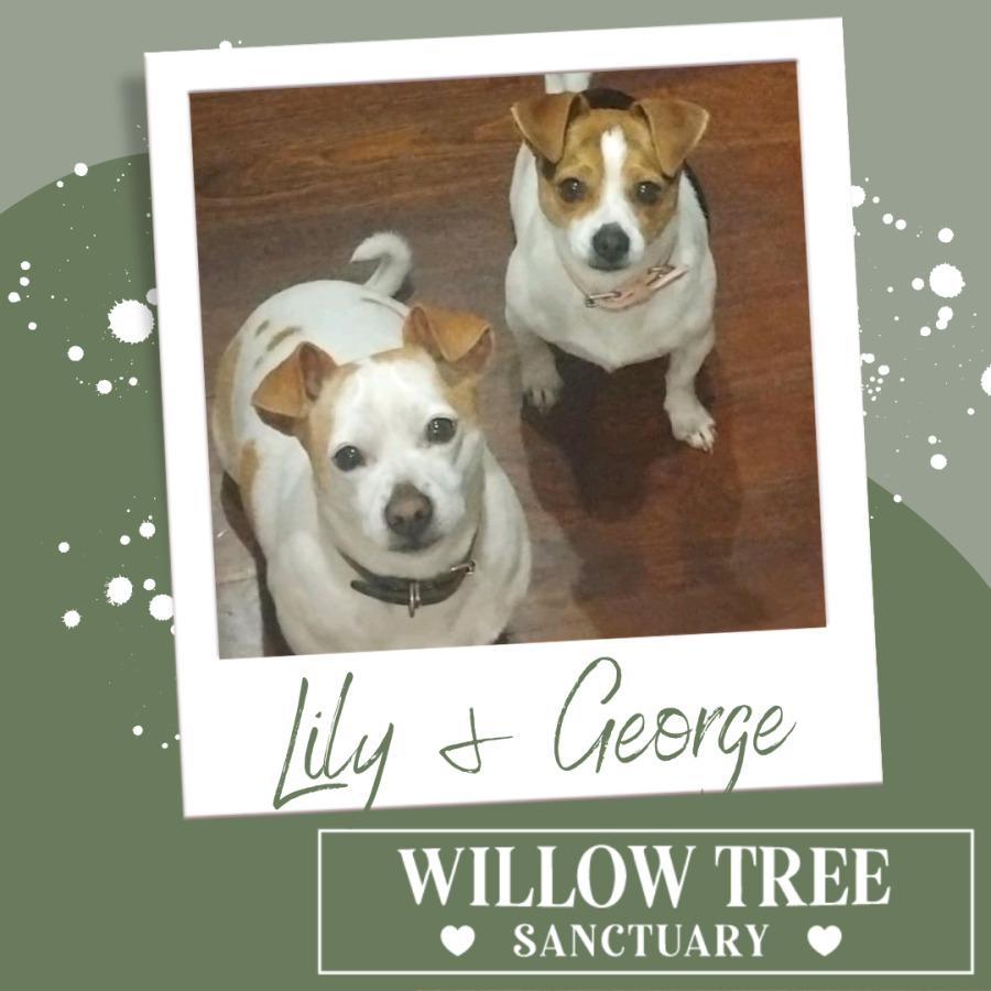 George - Small Male Fox Terrier Mix Dog in NSW - PetRescue