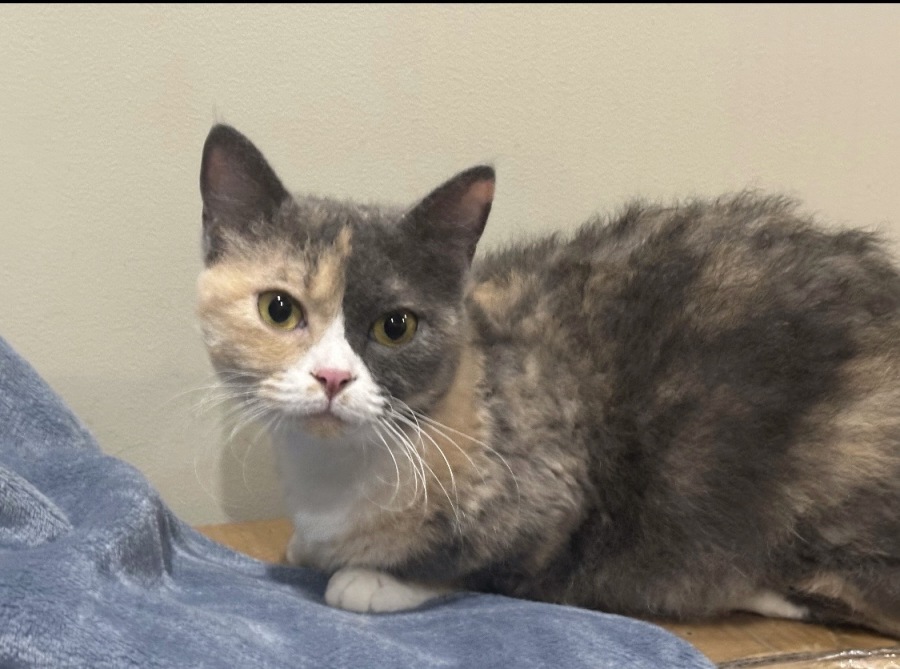 Hazel - Female Munchkin Cat in QLD - PetRescue