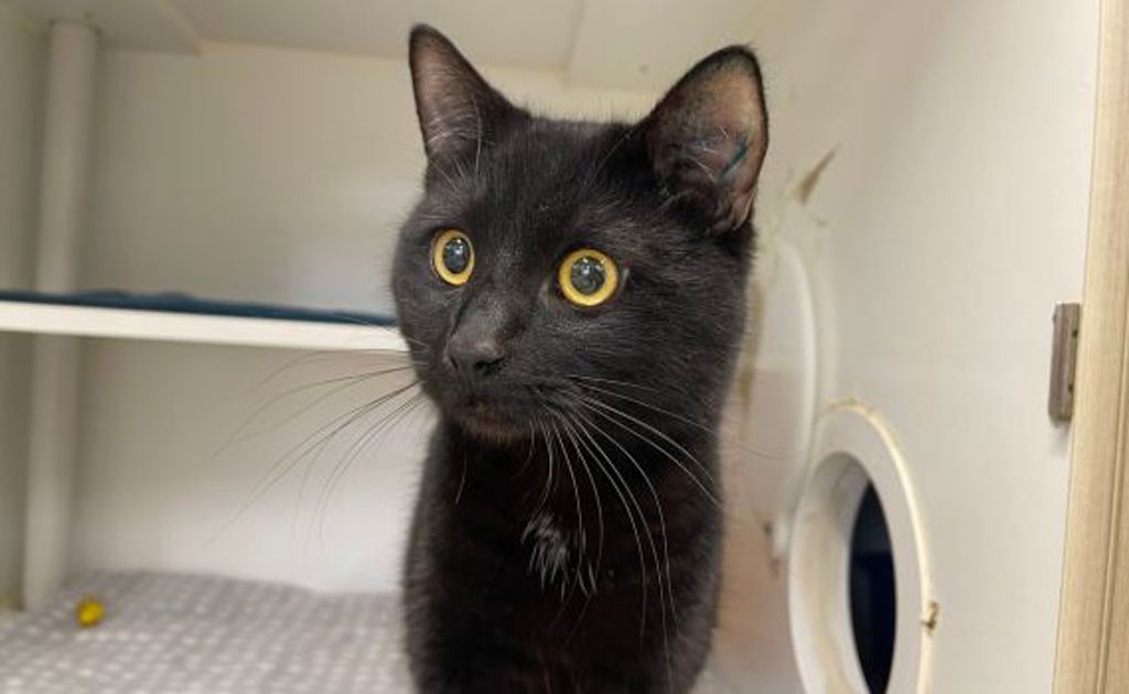 Pepito - Male Domestic Short Hair Mix Cat in VIC - PetRescue