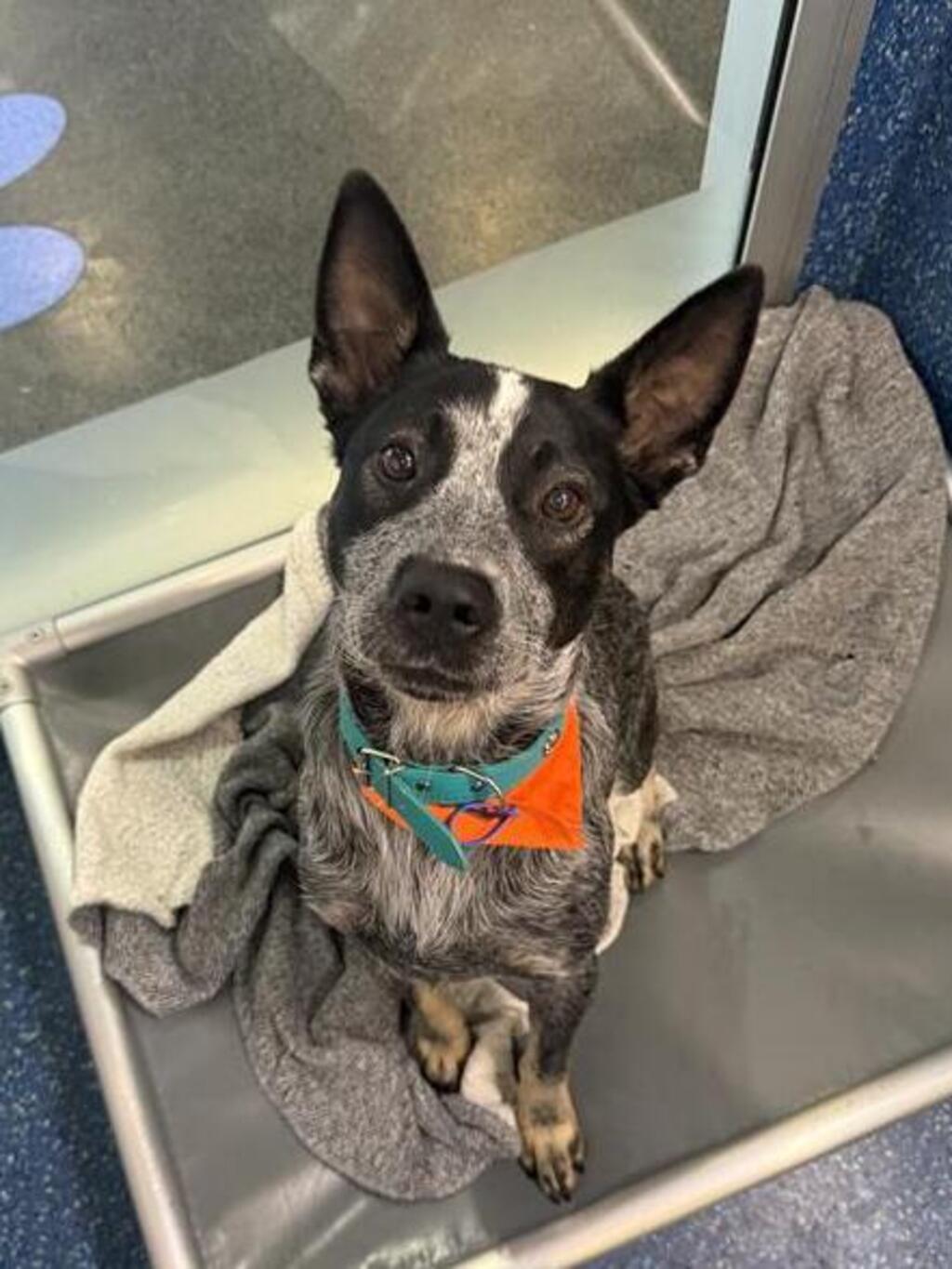 Jacko - Medium Male Australian Cattle Dog Mix Dog in QLD - PetRescue