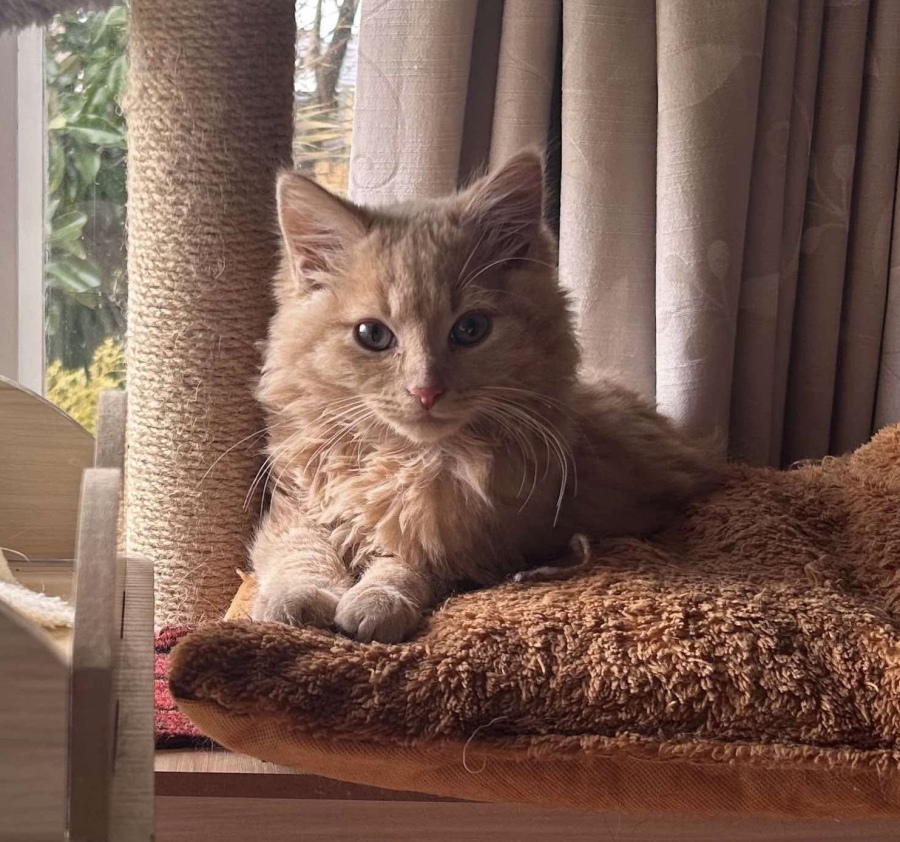 Simba - Male Domestic Medium Hair (DMH) Cat in VIC - PetRescue