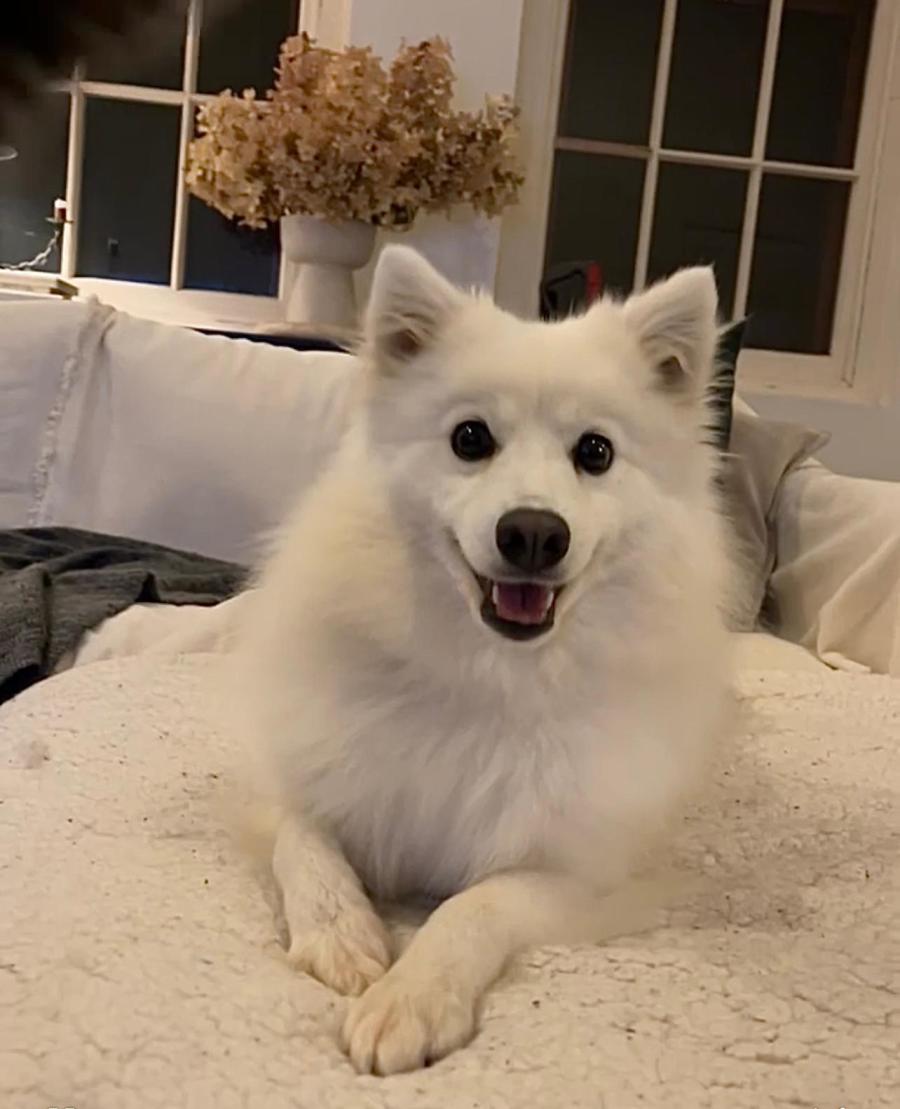 Bella - Small Male Japanese Spitz Dog in VIC - PetRescue