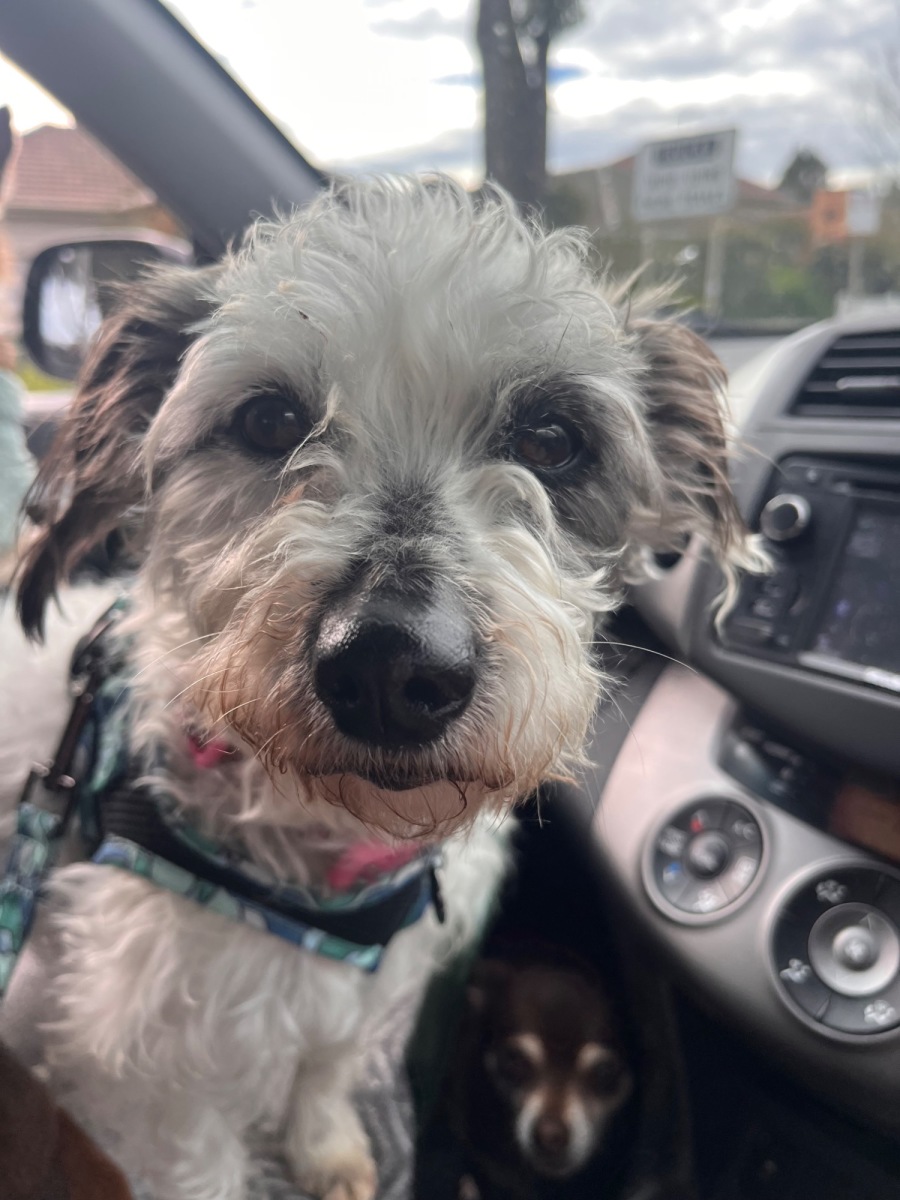 Candice - Small Female Maltese x Jack Russell Terrier Mix Dog in VIC ...