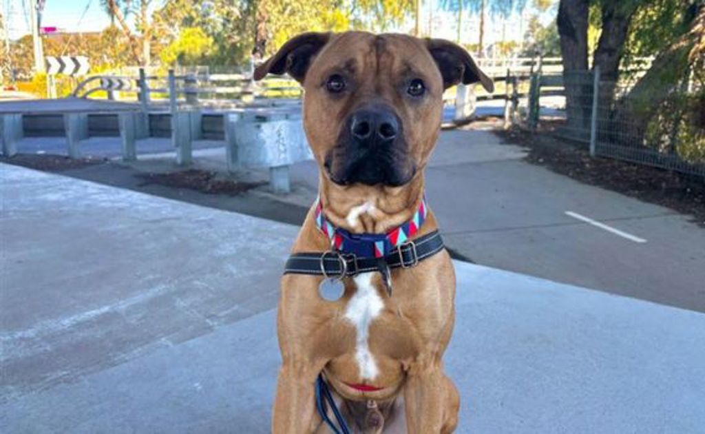 Lawson - Large Male Rhodesian Ridgeback x Staffordshire Bull Terrier ...