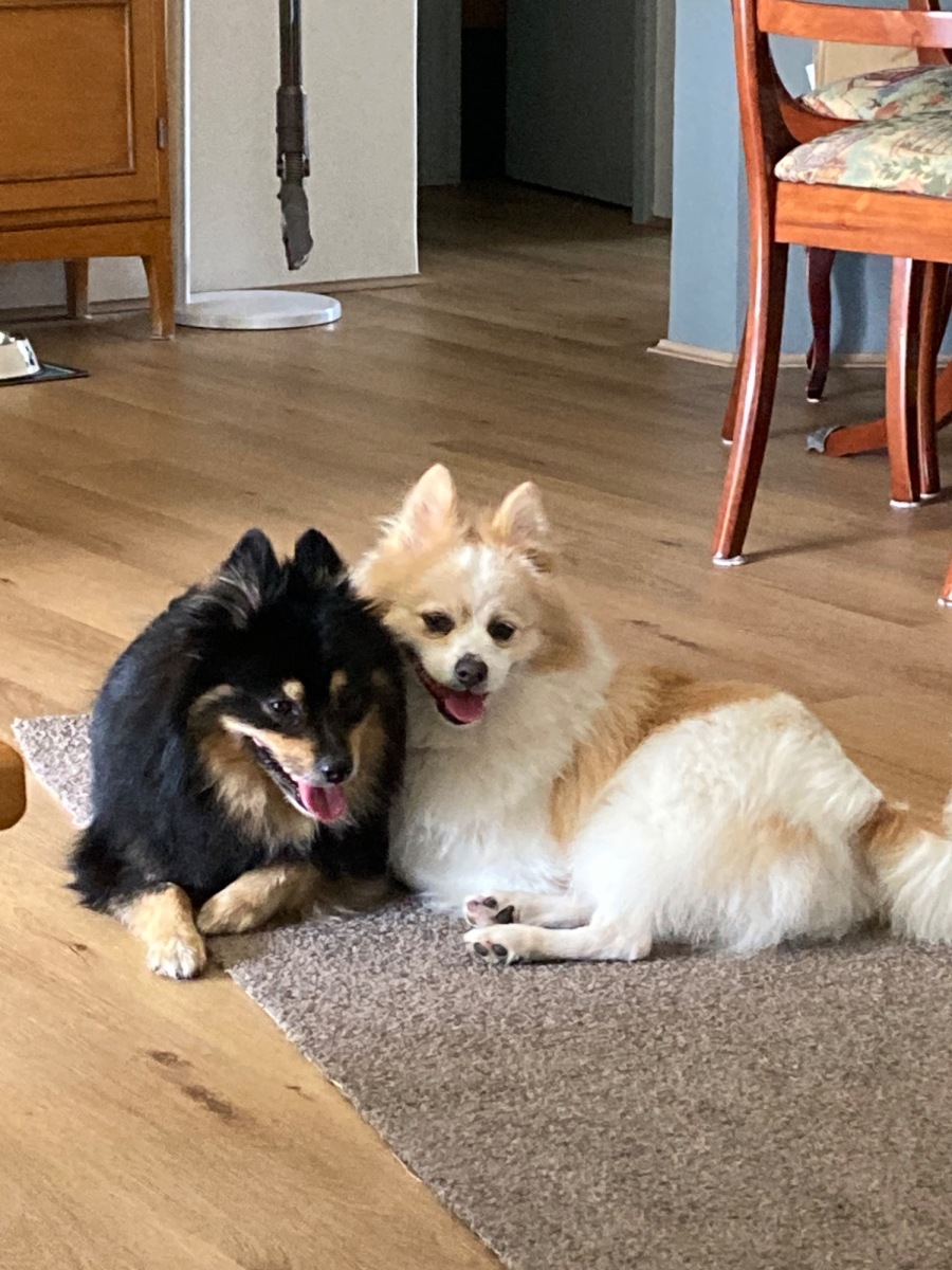 Macca and Monty - Small Male German Spitz Dog in WA - PetRescue