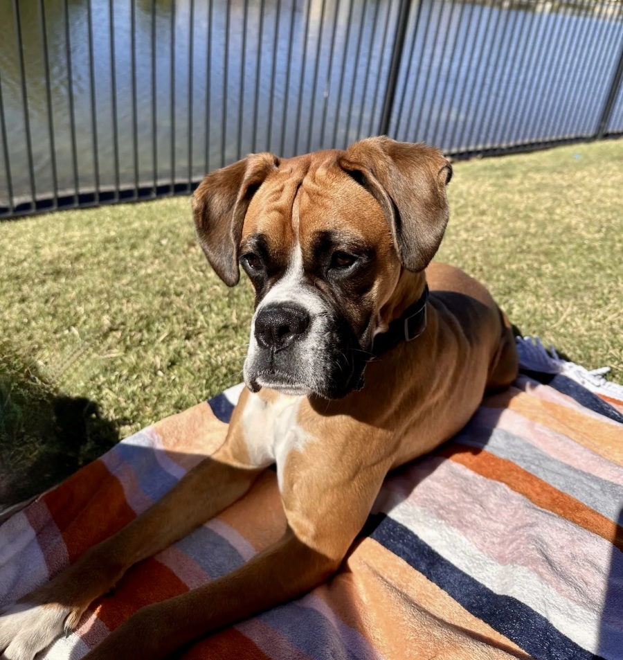 Nayla - Medium Female Boxer Dog in QLD - PetRescue